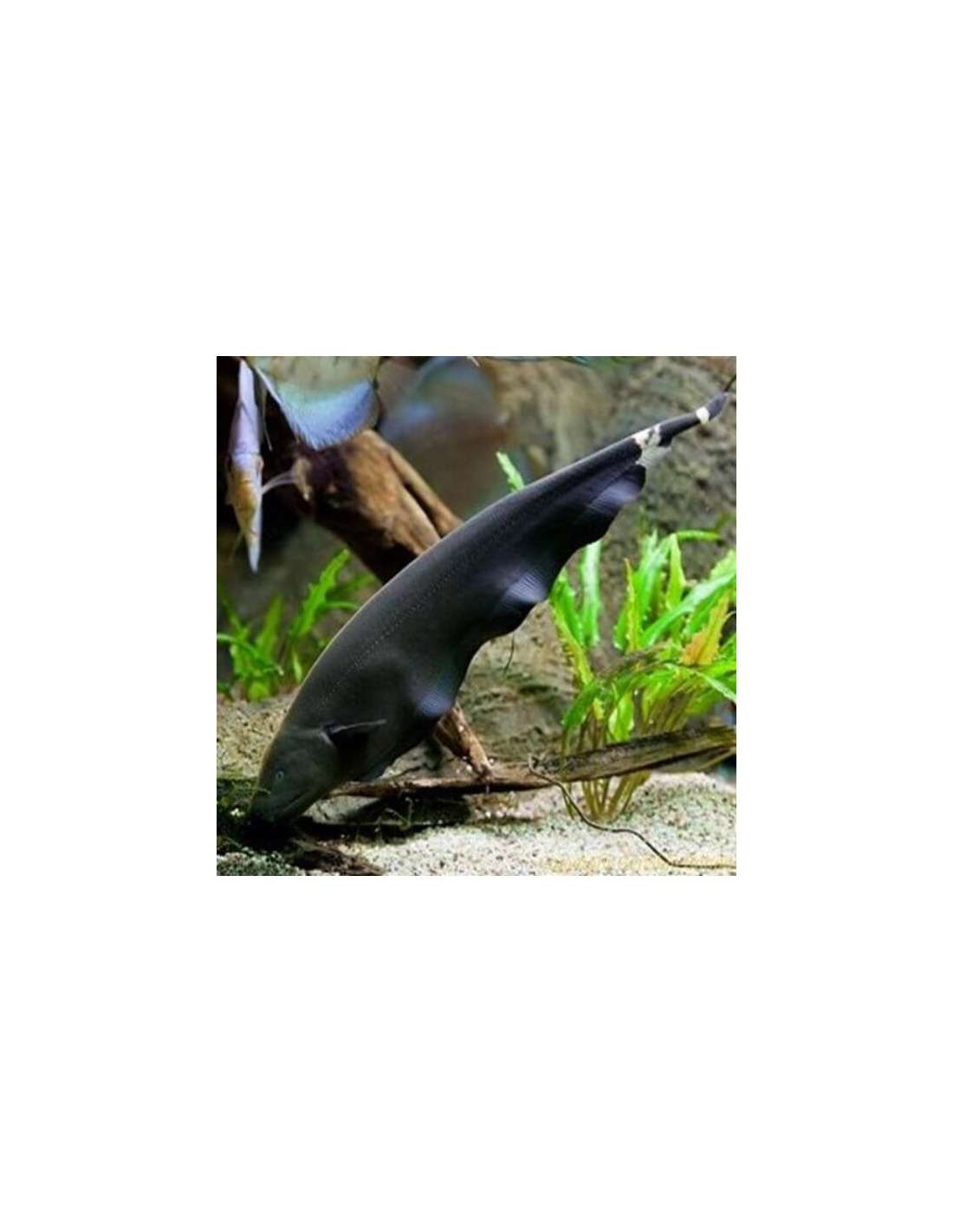 Itui (Apteronotus Albifrons )