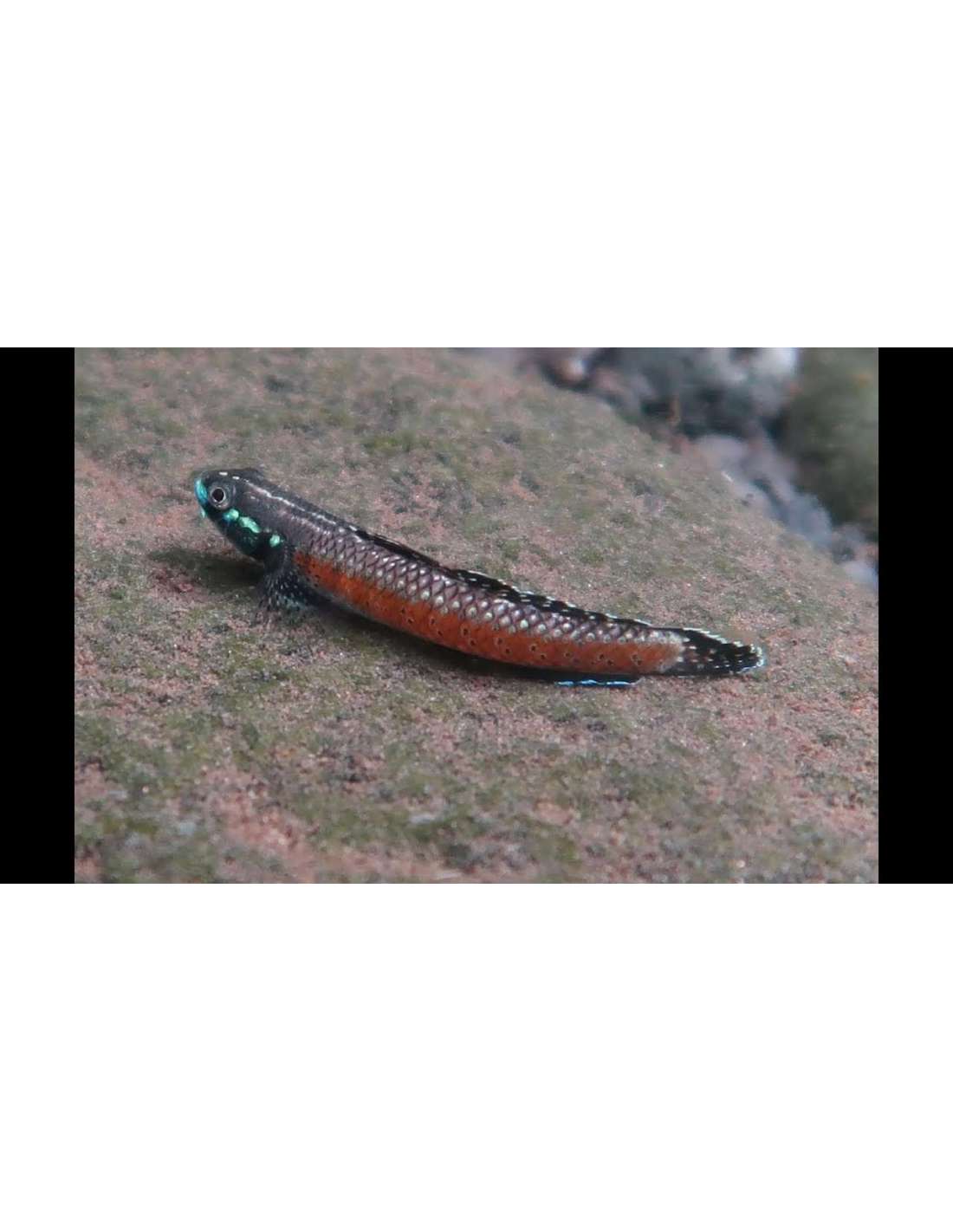 Gobio Red Neon (Stiphodon Elegans)