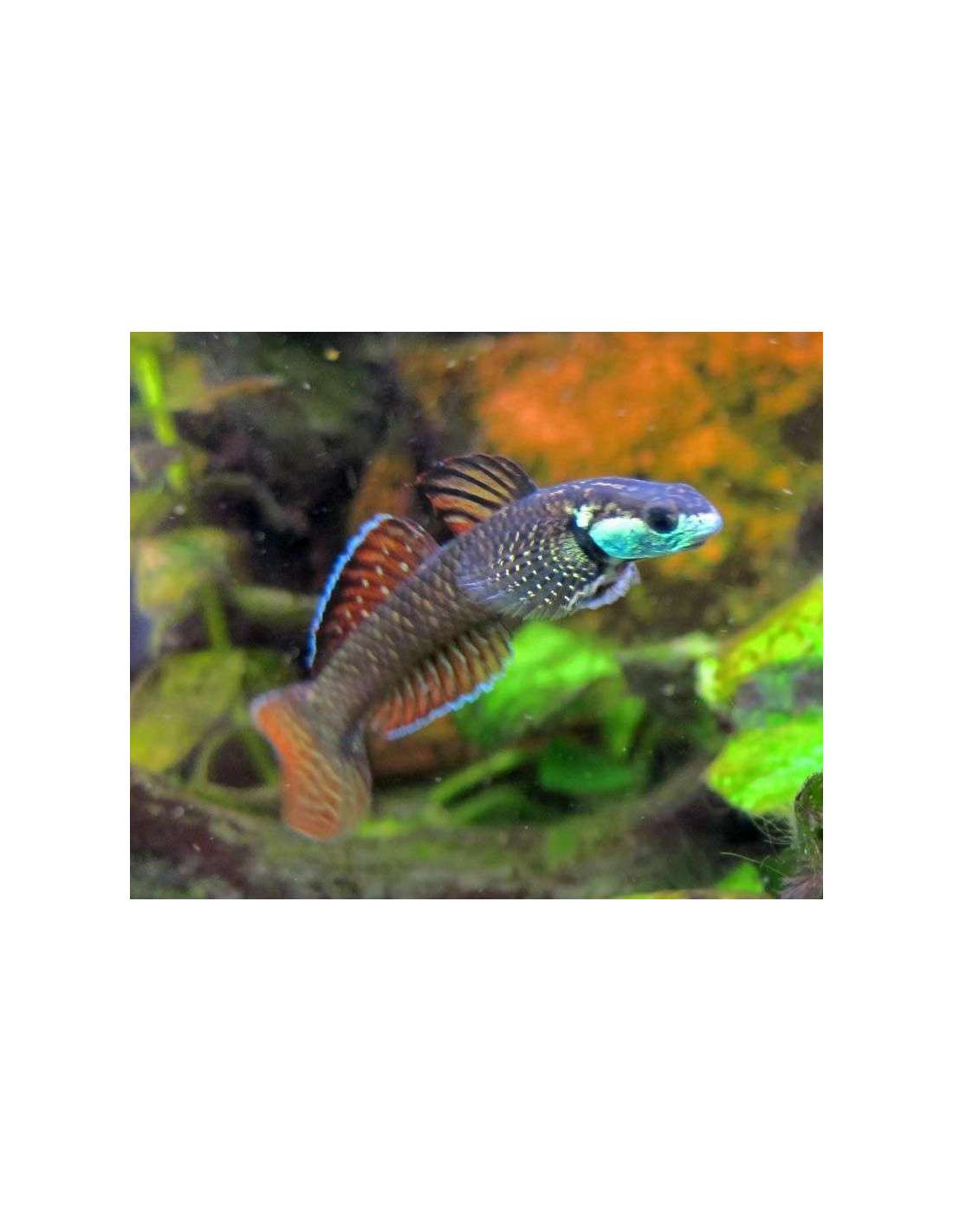 Gobio Red Neon (Stiphodon Elegans)