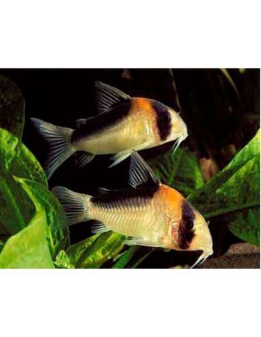 Adolfo's Cory (Corydoras Adolfoi)