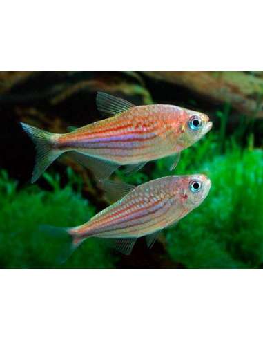 Red line tetra (Moenkhausia agnesae)